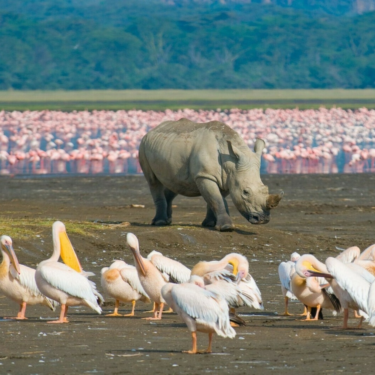 Pachydermes
