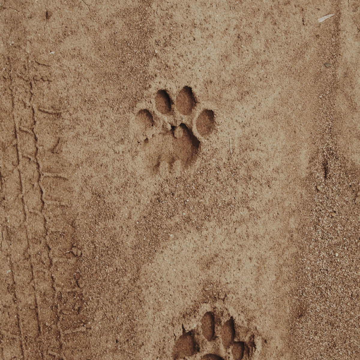 Terres 2 Découvertes : VOYAGE SAUVAGE